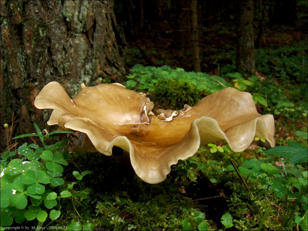 Polyporus badius - żagiew kasztanowa
